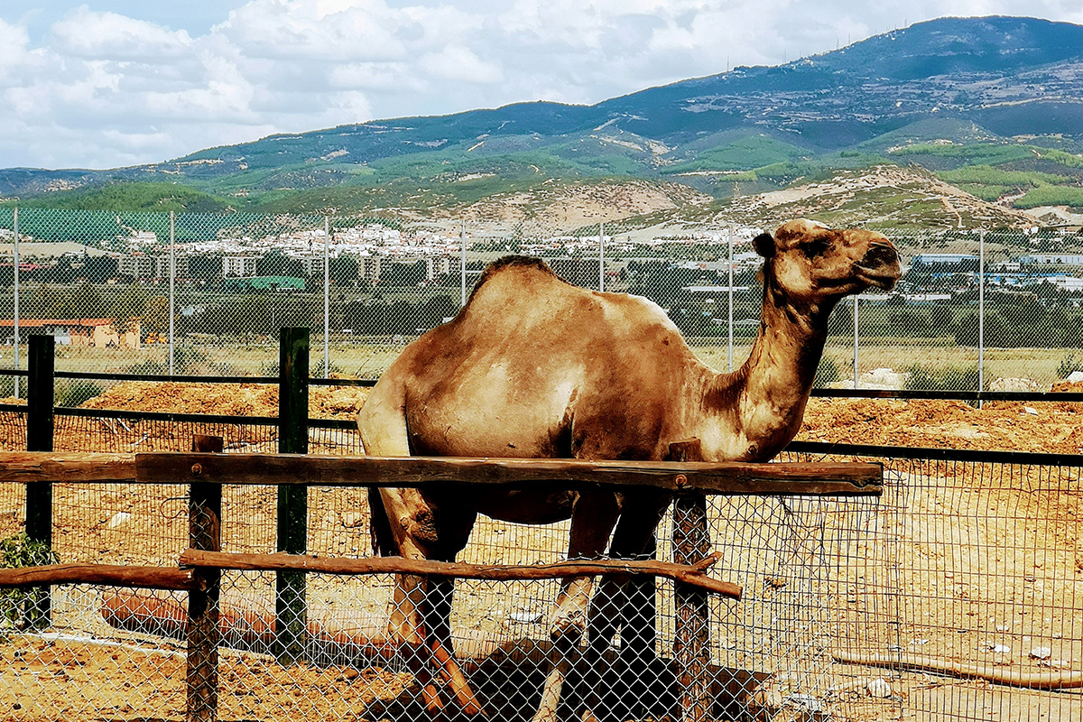 The zoo of Thessaloniki (Zoo of Thessaloniki) Θεσσαλονίκη - Vivato Greece