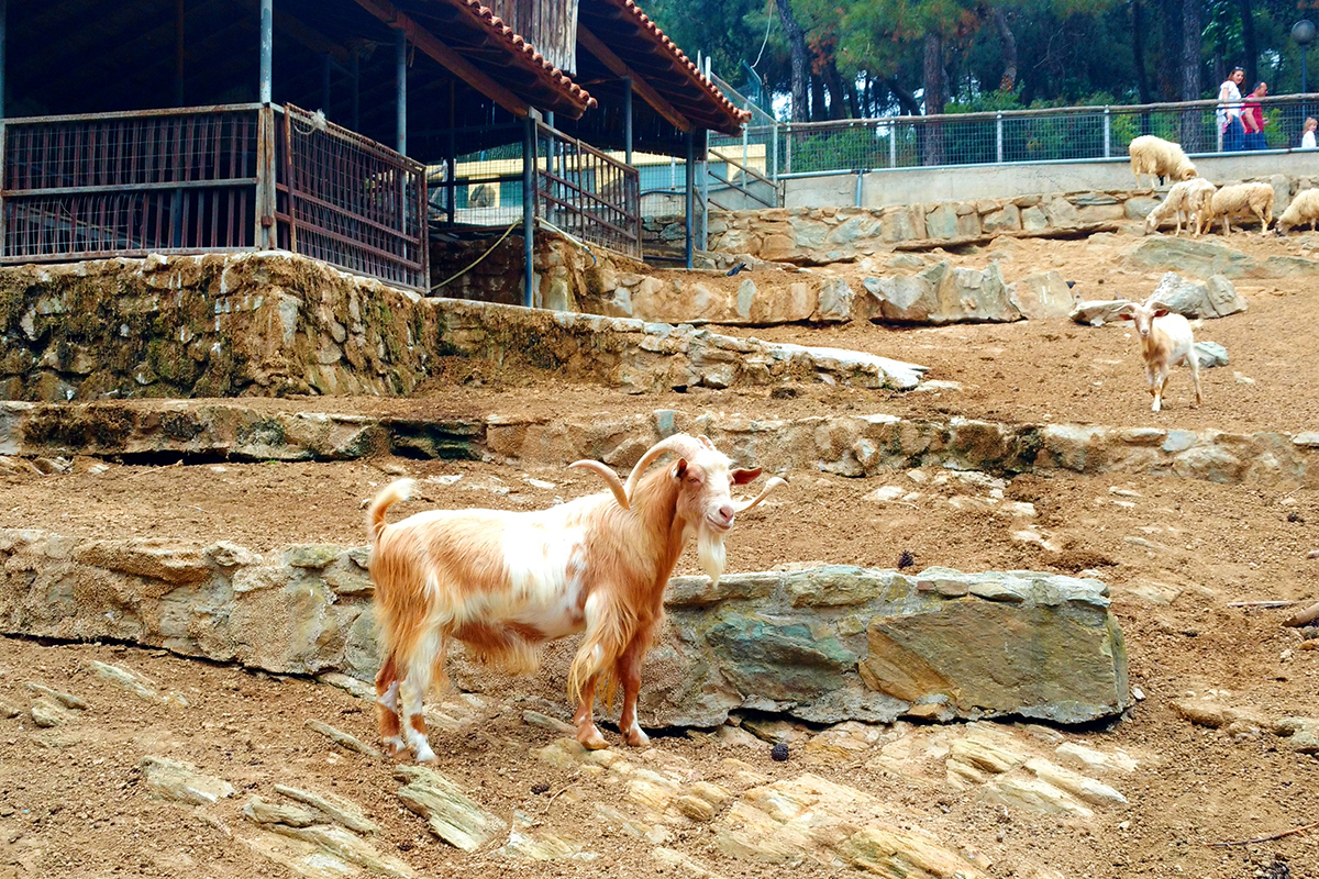 The zoo of Thessaloniki (Zoo of Thessaloniki) Θεσσαλονίκη - Vivato Greece